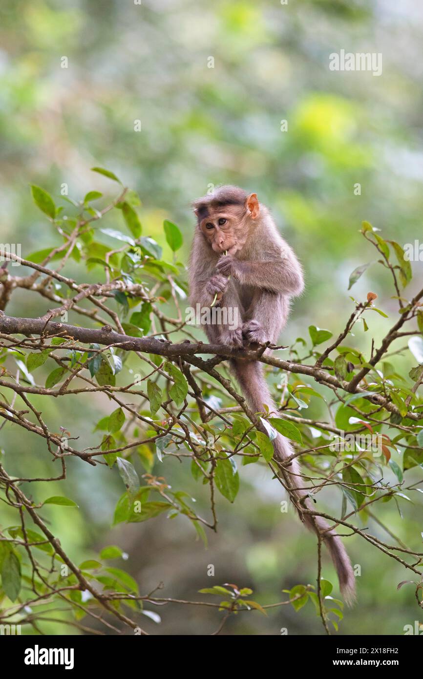Bonnet macaque (Macaca radiata), Periyar Wildlife Sanctuary or Periyar ...