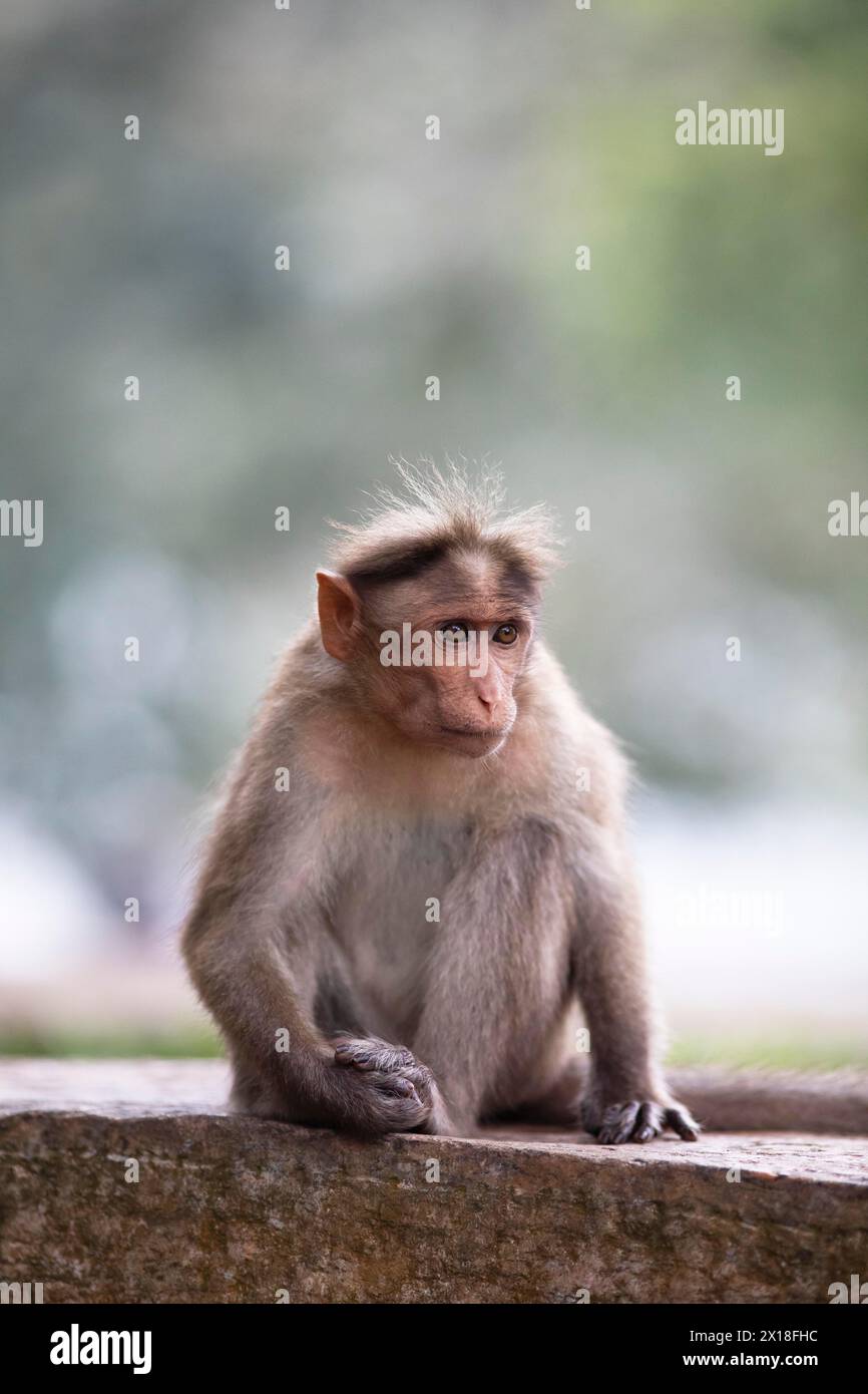 Bonnet macaque (Macaca radiata), Periyar Wildlife Sanctuary or Periyar ...