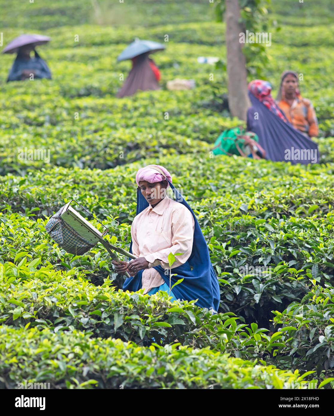 Indian tea picker on a tea plantation, Thekkady, Kerala, India Stock ...