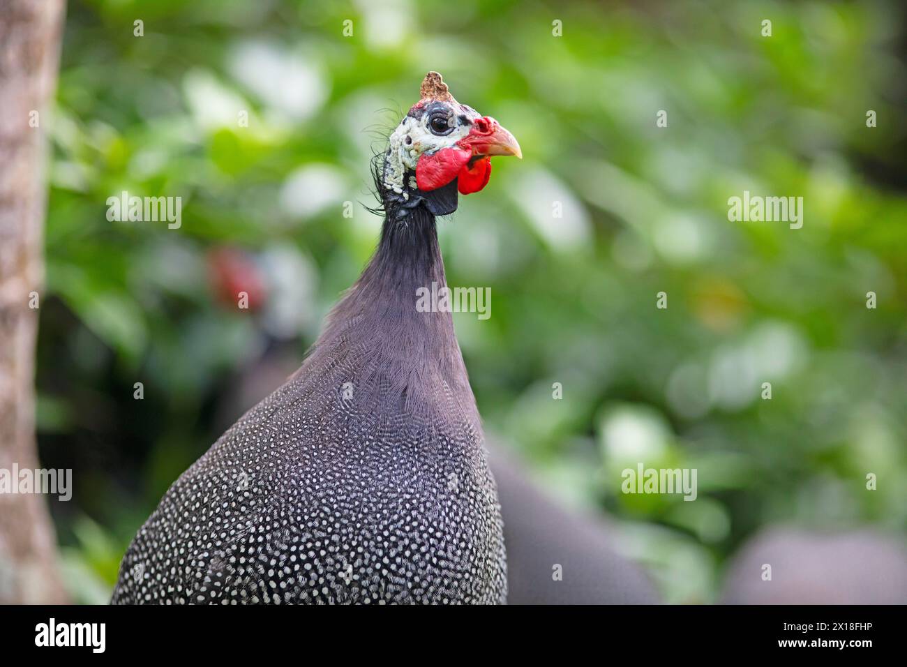 Guineafowl (Numididae), Periyar Wildlife Sanctuary or Periyar National ...