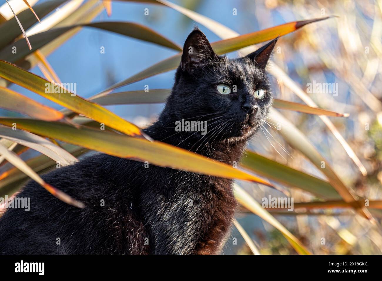 A sleek black cat peers out from an exotic plant setting, a perfect ...