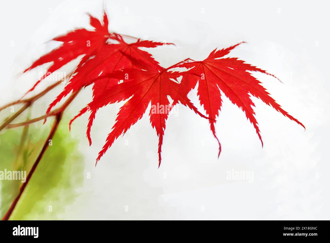 Amazing Red leaves of Japanese maple Acer palmatum dissectum) Japanese ...