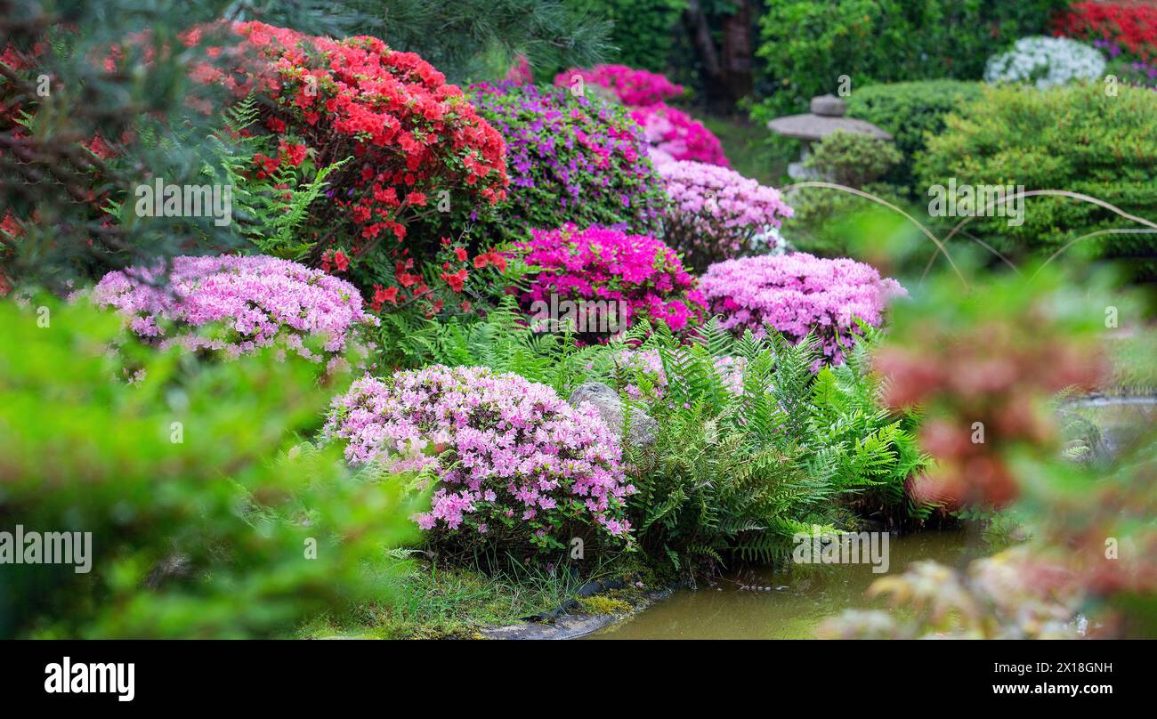 Idyllic view with balls of rhododendrons in bloom in Japanese garden in Potsdam , Brandenburg ...
