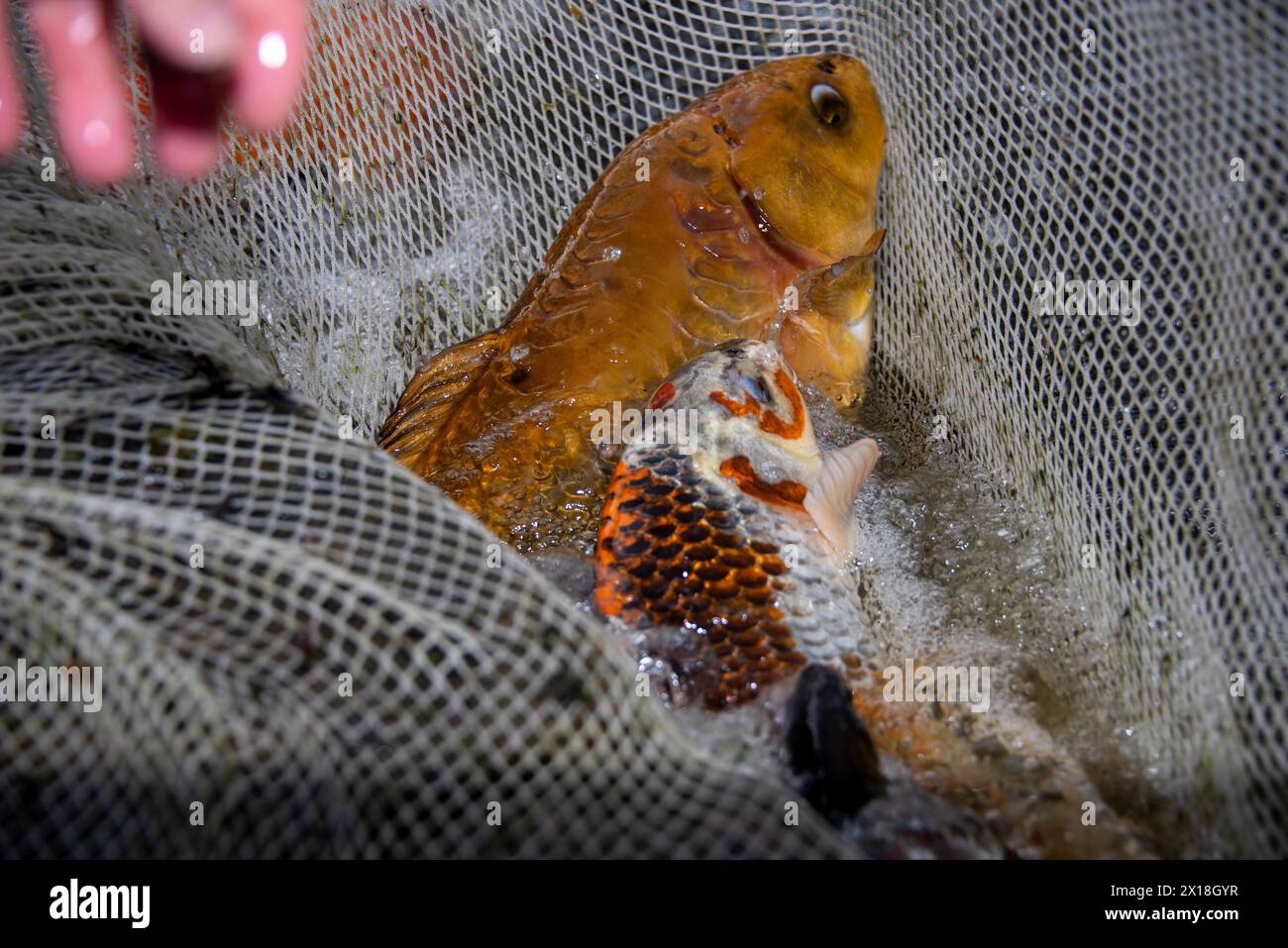 Large koi carp lying in a net, Germany Stock Photo - Alamy