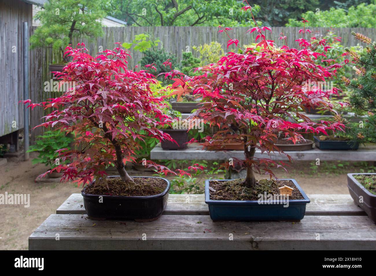 Amazing Red leaves of Japanese maple Acer palmatum dissectum) Japanese ...