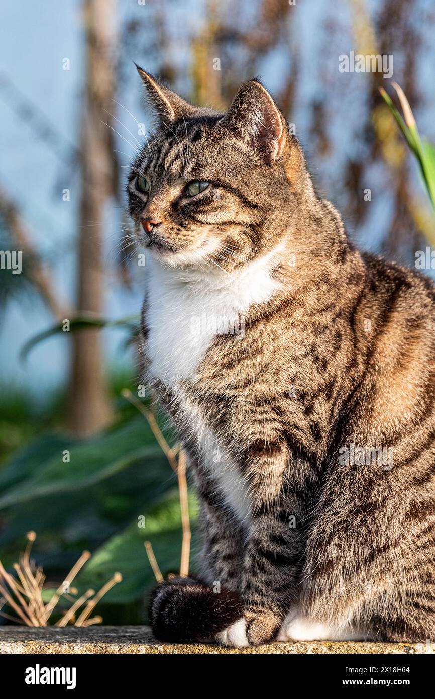 An alert tabby cat sits in golden light, blurred background, ideal for ...