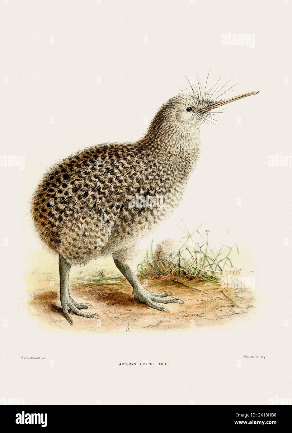 Kiwi: New Zealand native land bird. Vintage bird illustration. 19th ...