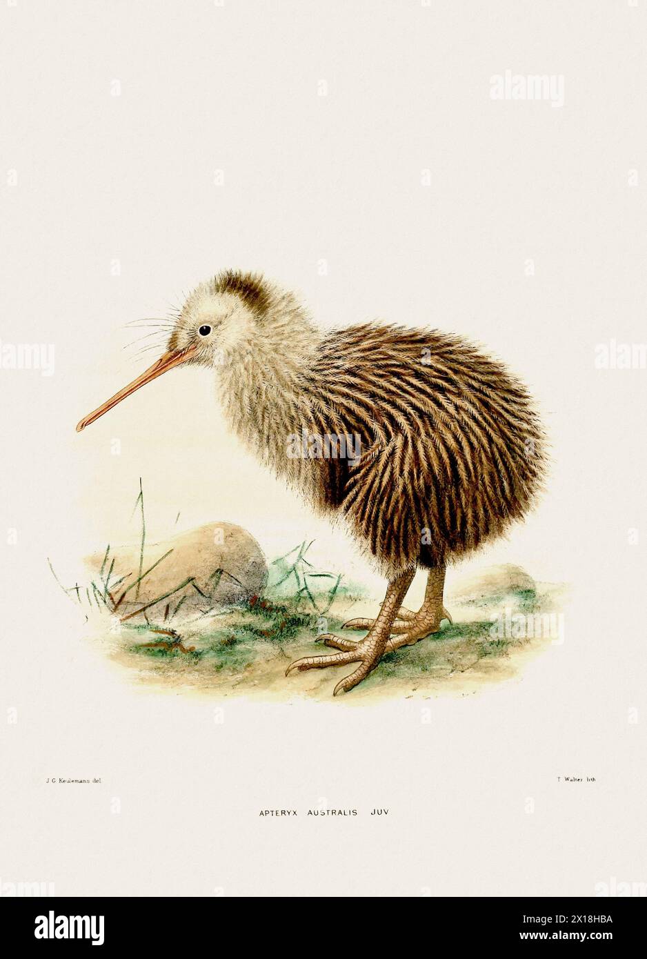 Kiwi: New Zealand native land bird. Vintage bird illustration. 19th ...