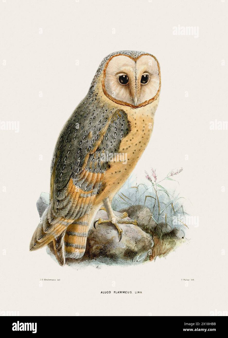 Vintage Owl illustration. 19th century bird art. Ca 1878 Stock Photo ...