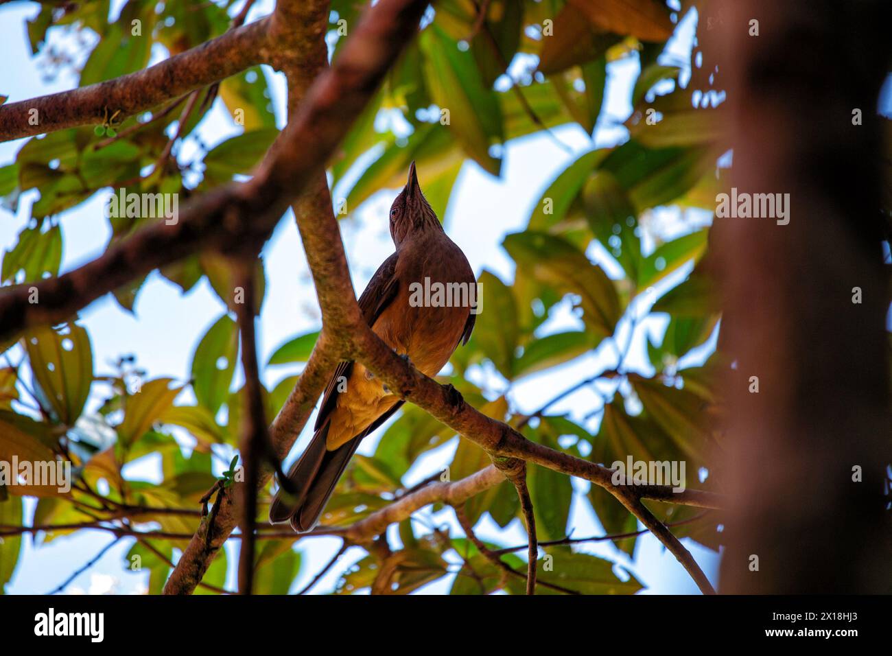Faint throat streaks hi-res stock photography and images - Alamy