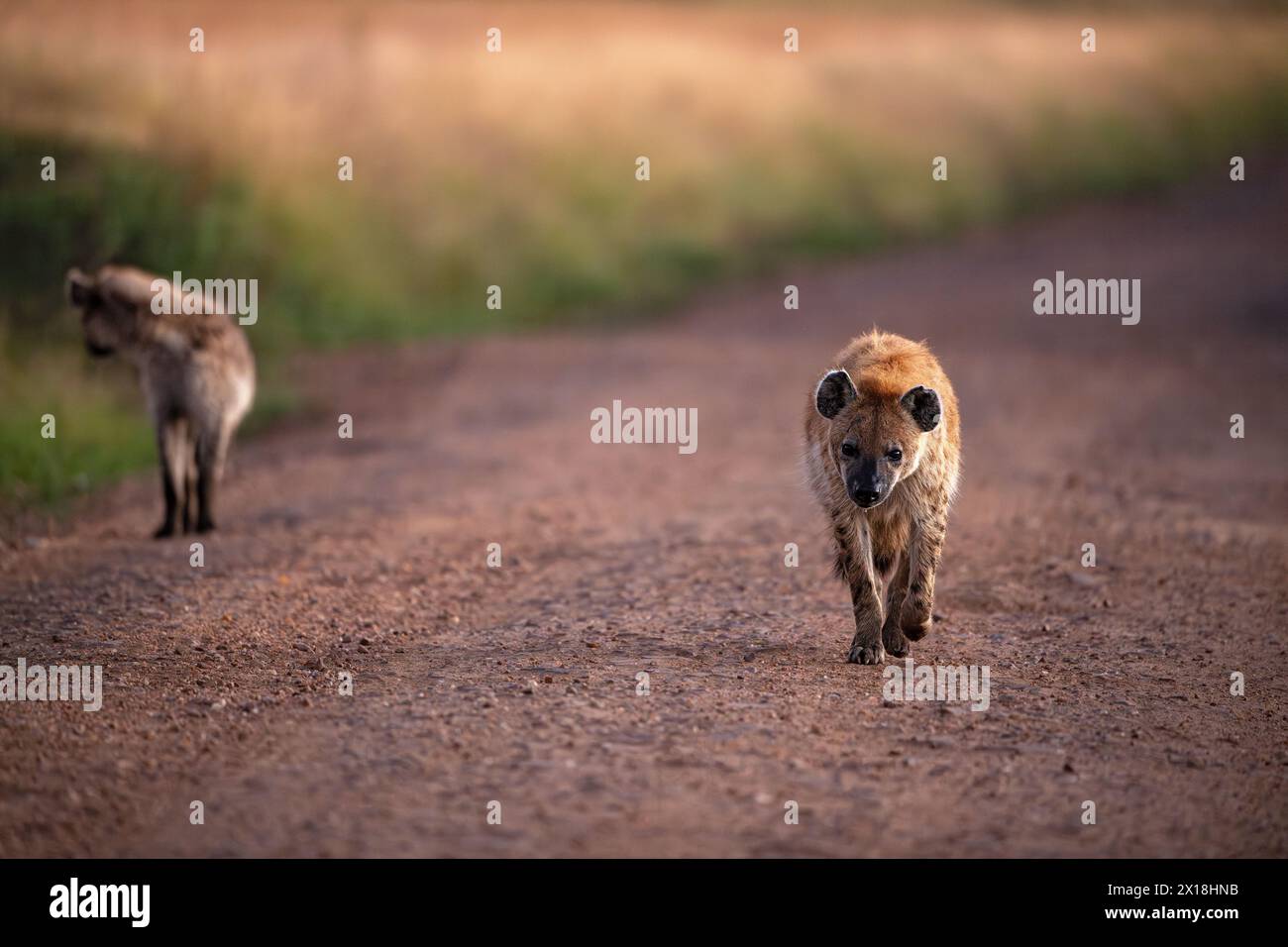 A pair of spotted hyenas walking on a marram road at Masai Mara ...