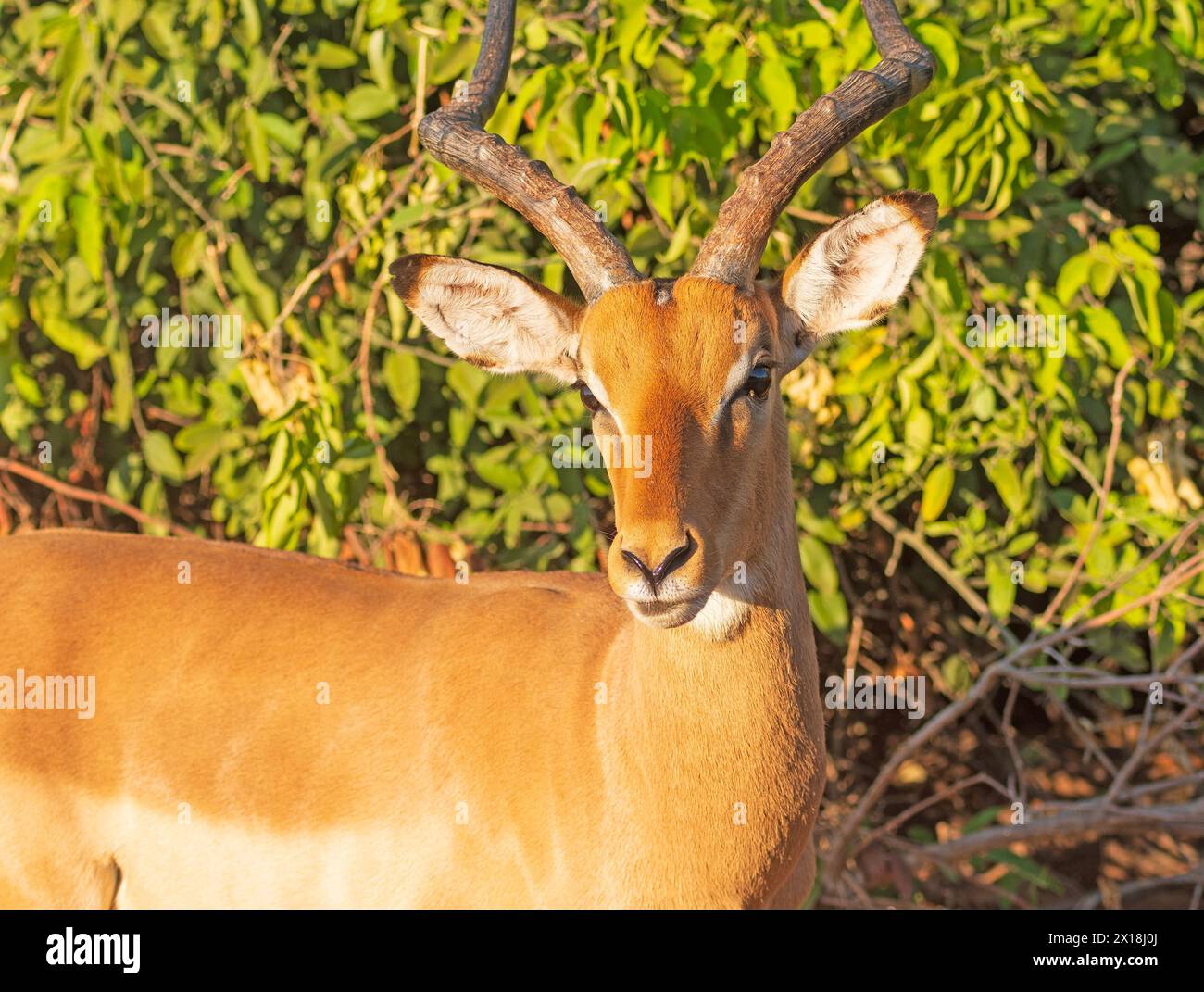 Close up of an Impala Head in Chobe National Park in Botswana Stock ...