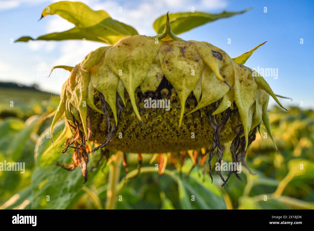 Beautiful fall sunflower hi-res stock photography and images - Alamy