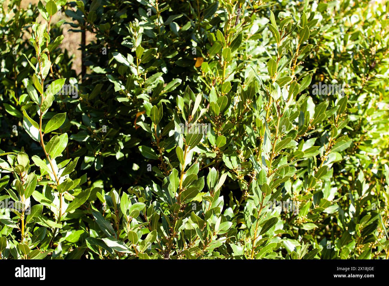 Tropical herb tree - bay leaf, a richly flavoured herb used as a ...