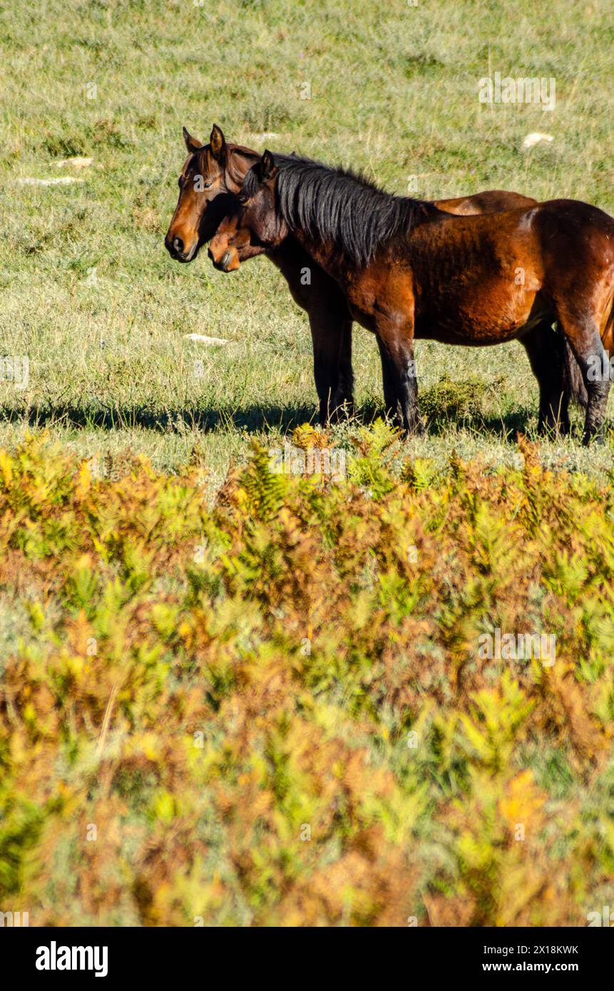 Two garranos, wild horses in the Peneda-Geres National Park, the only ...