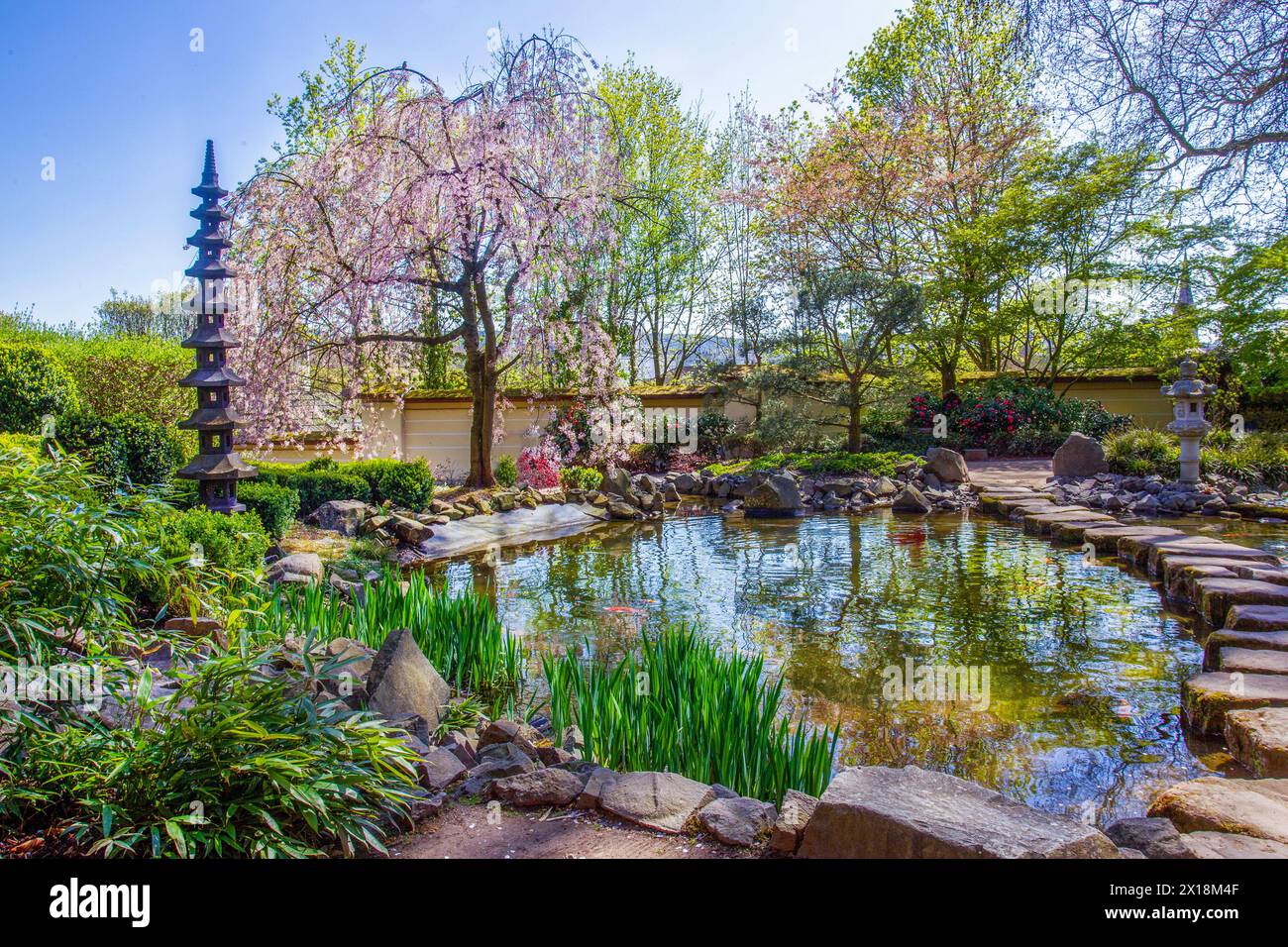 Fantastic view on cherry blossom (sakura), lantern, pond and stepping ...