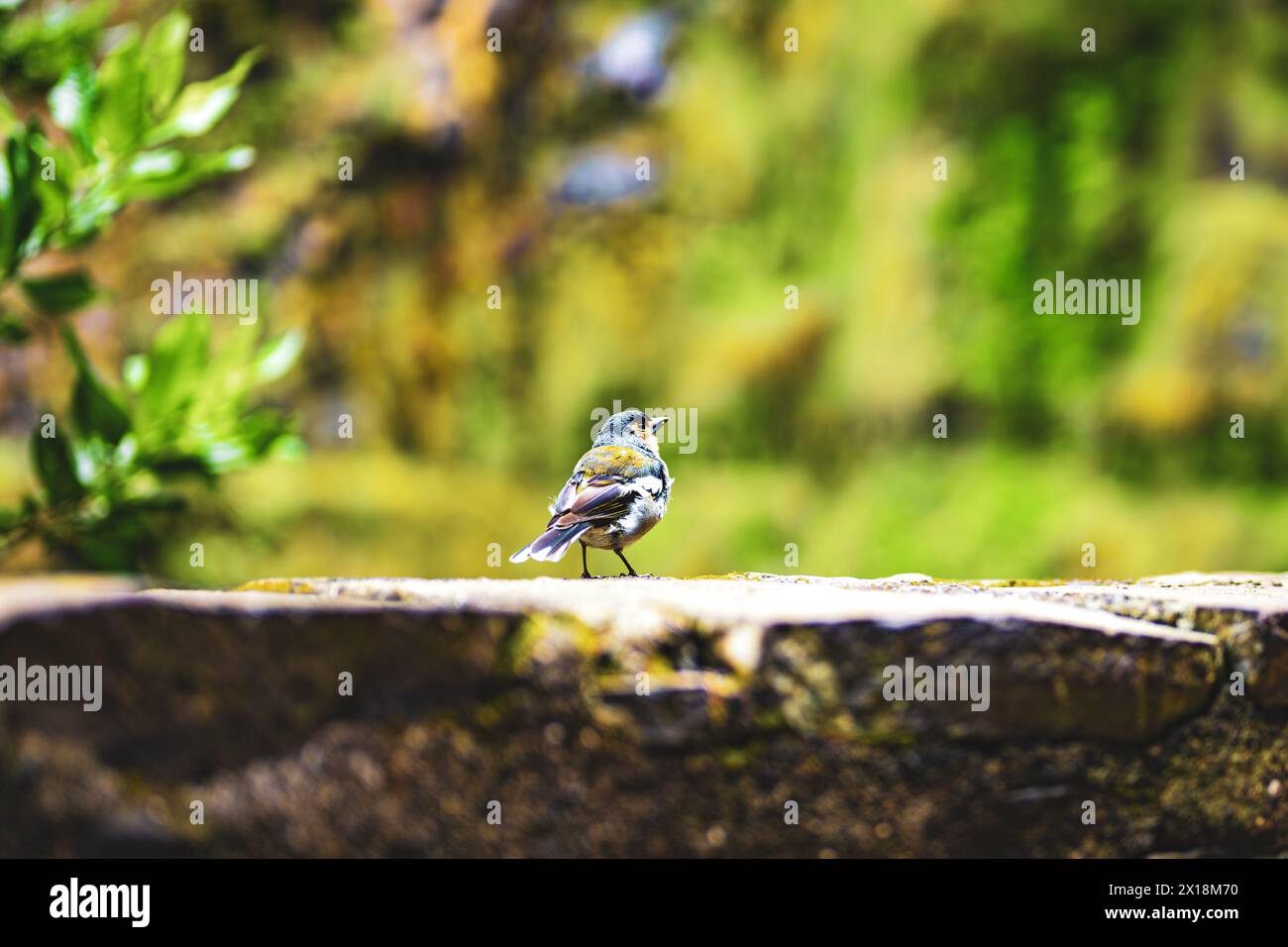Rainforest waterfall bird hi-res stock photography and images - Alamy