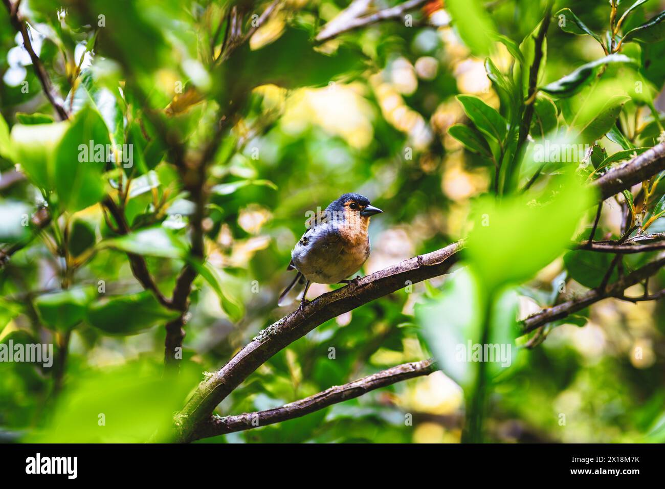 Description: Madeiran sparrow sitting on rock wall and looking in the ...