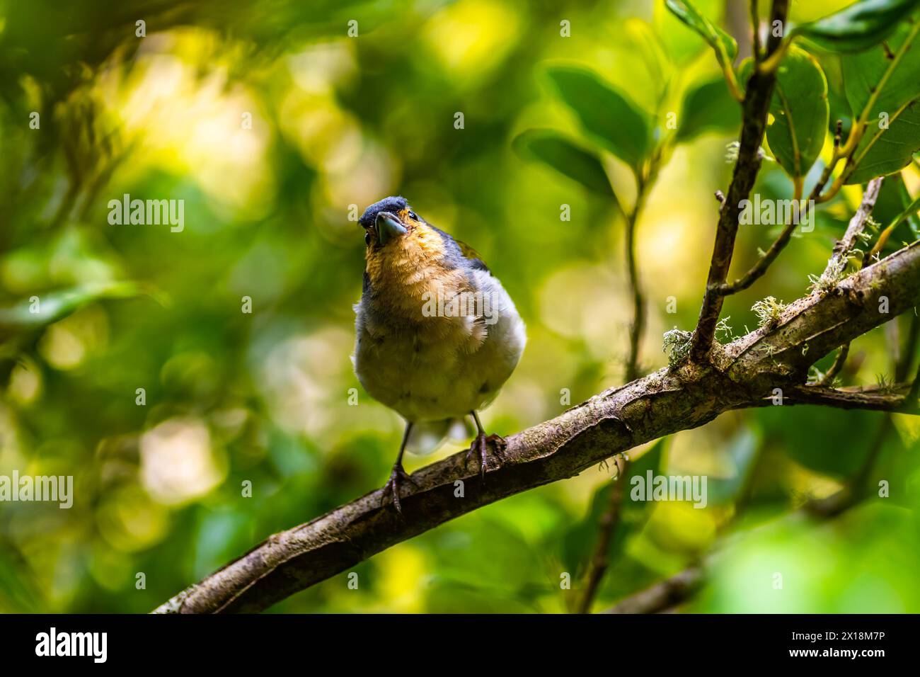 Madeiran nature hi-res stock photography and images - Alamy