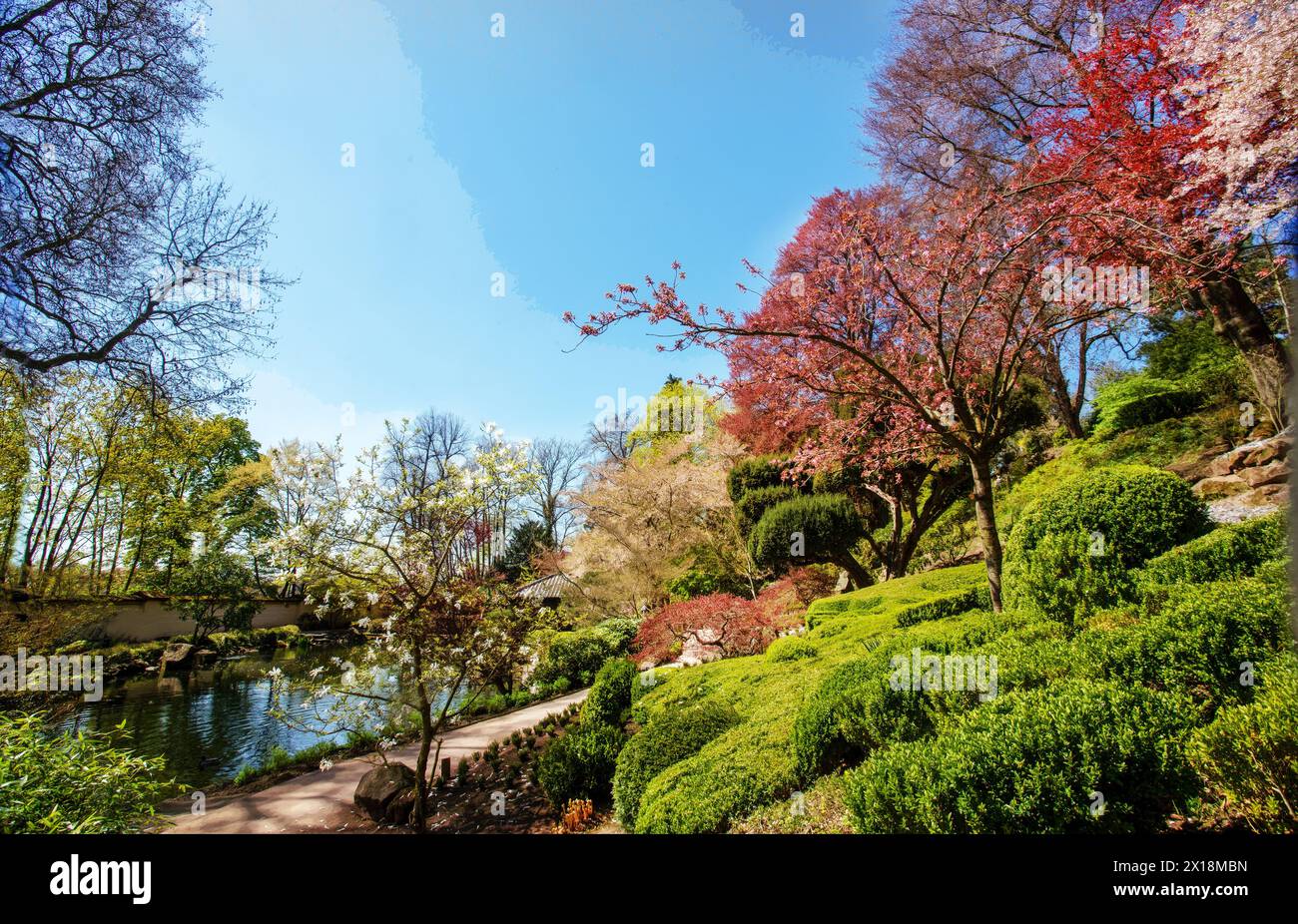 Awe cherry blossom (sakura) and lantern and pond in japanese garden in ...