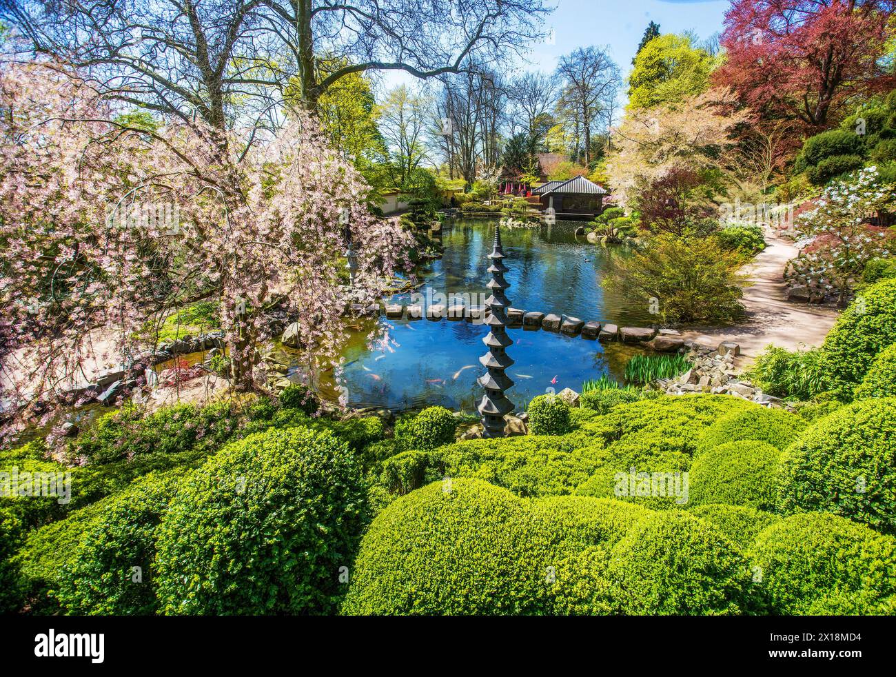Fantastic view on cherry blossom (sakura), lantern, pond and teahpouse ...