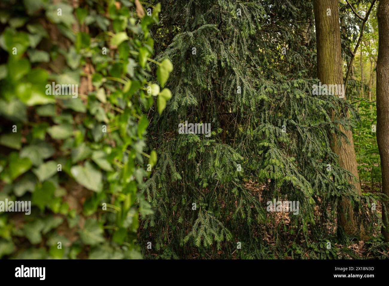 Rainy conifer branch macro hi-res stock photography and images - Alamy