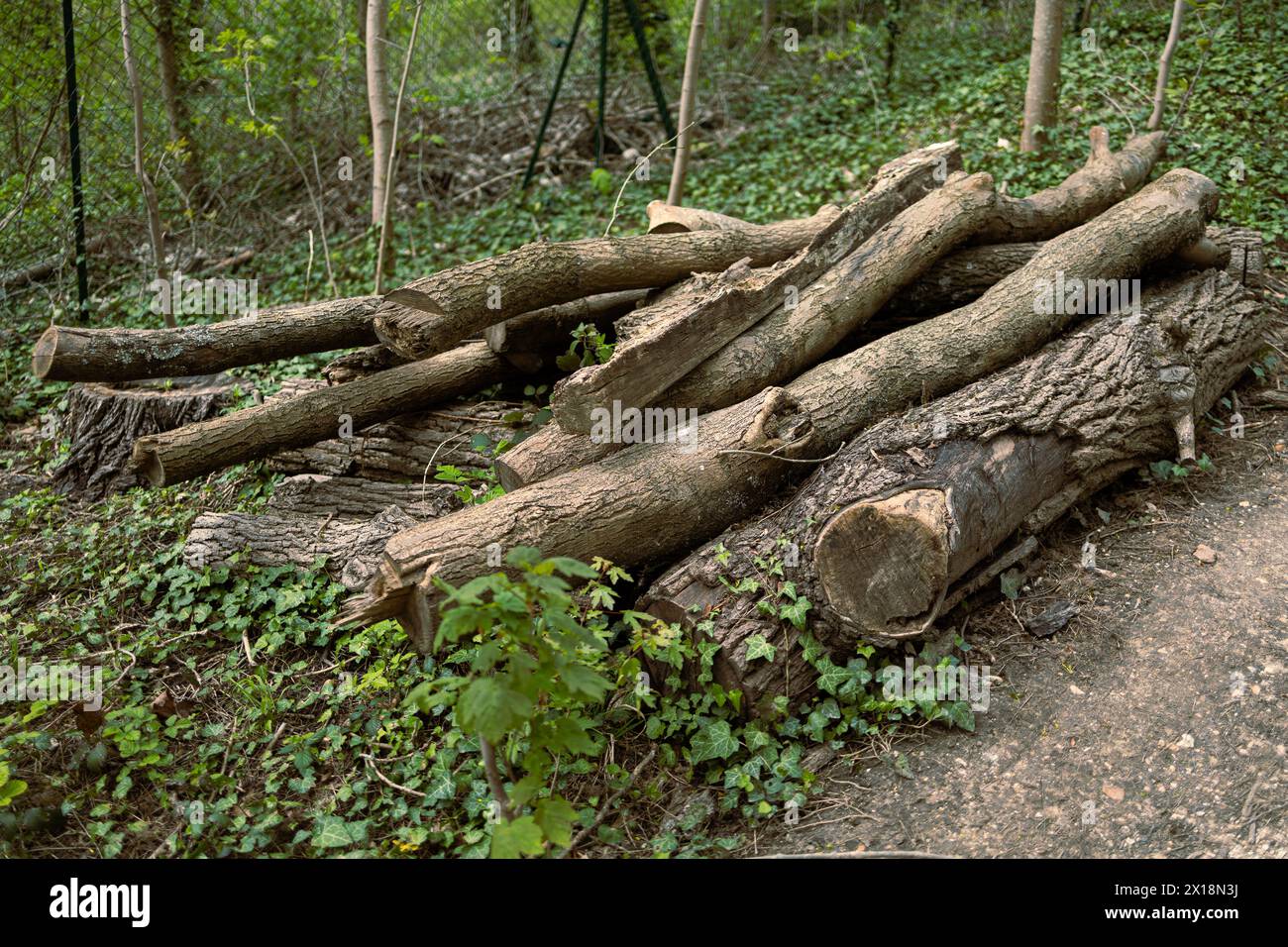 Trunks trees cut stacked hi-res stock photography and images - Alamy