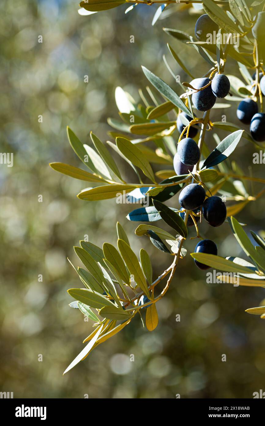 Growing black olives in orchard Stock Photo - Alamy
