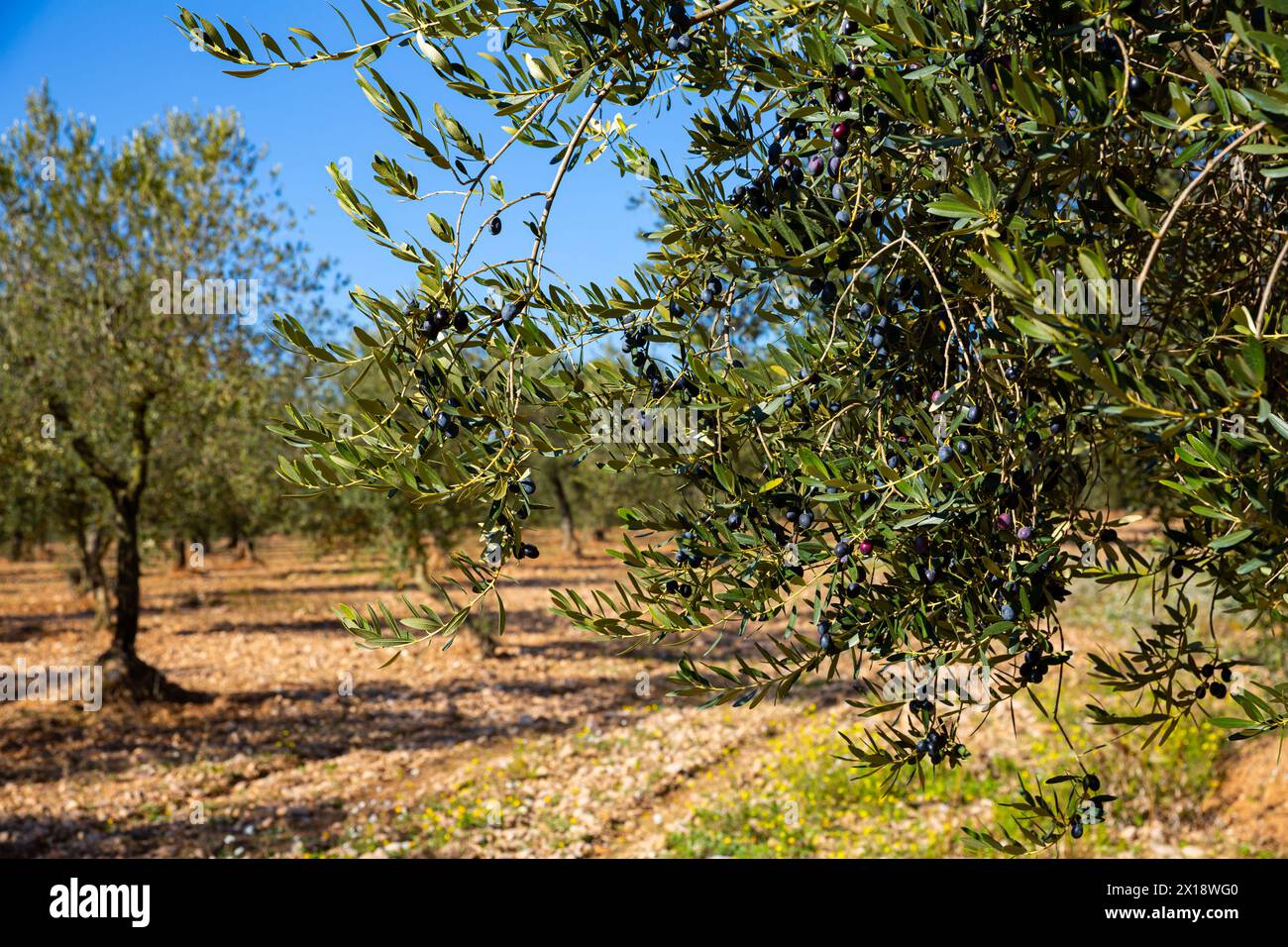 Growing black olives in orchard Stock Photo - Alamy