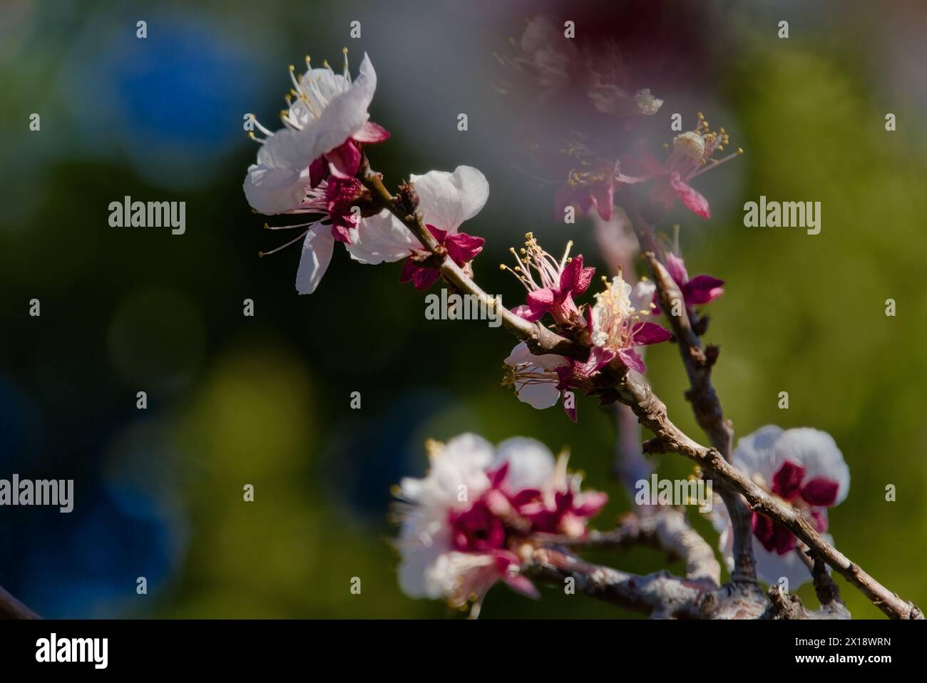 Isolated apricot blossom hi-res stock photography and images - Alamy Isolated apricot blossom hi-res stock photography and images - Alamy
