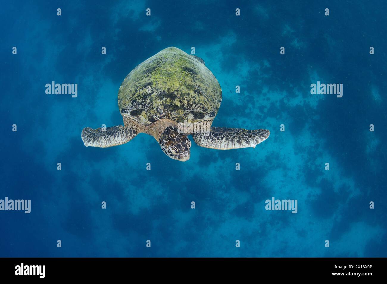 A Green sea turtle, Chelonia mydas, swims through the blue waters of ...