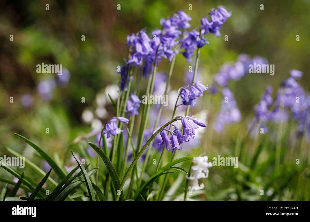 Blue English bluebells (Hyacinthoides non-scripta) flowering in ...