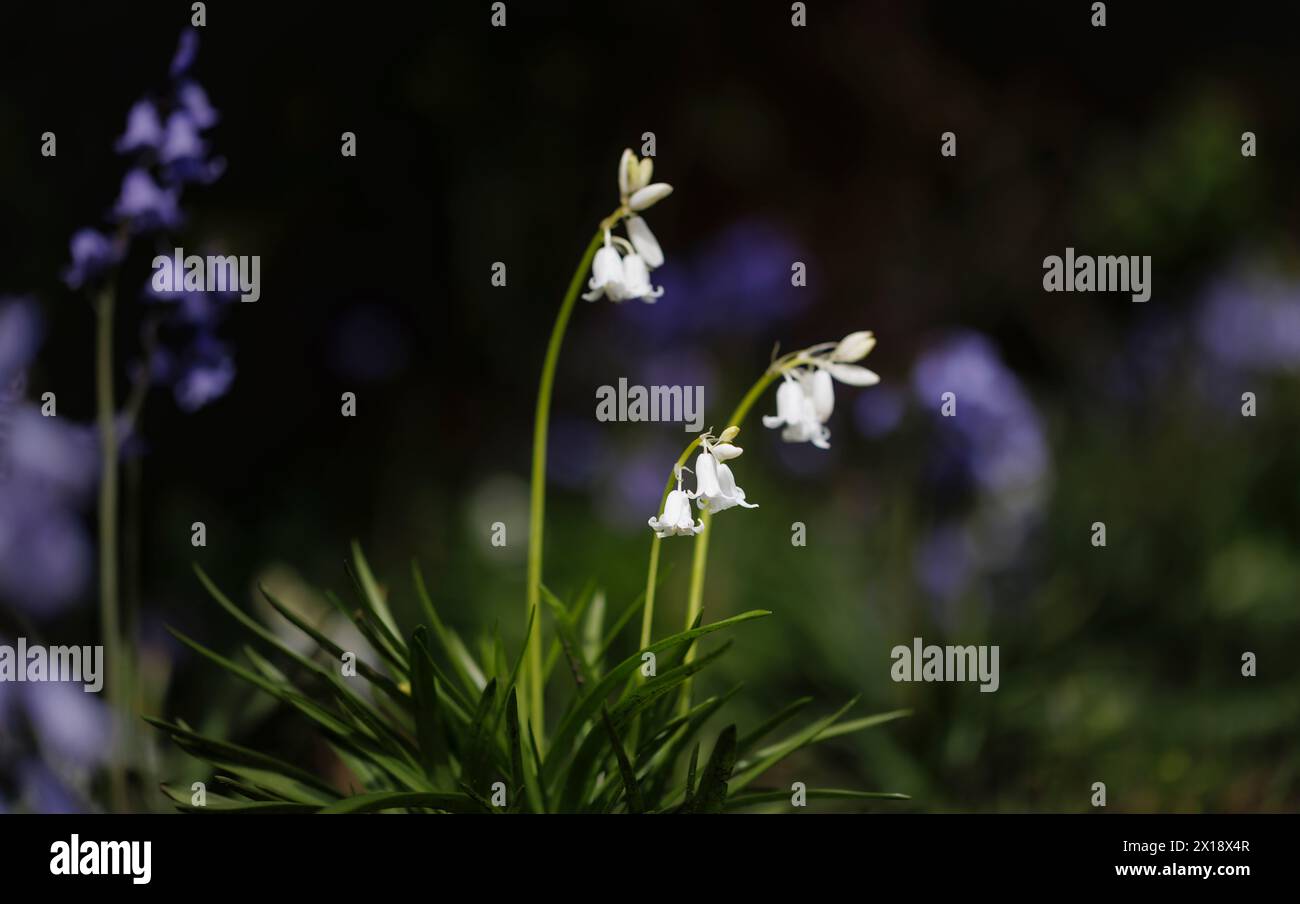 English bluebells and whitebells, a form of bluebell (Hyacinthoides non ...