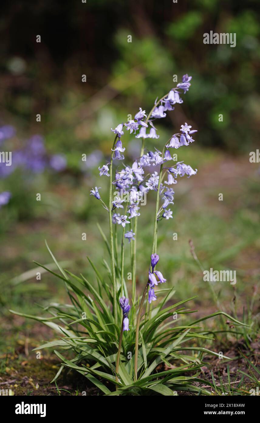 Pale blue English bluebells (Hyacinthoides non-scripta) flowering in ...