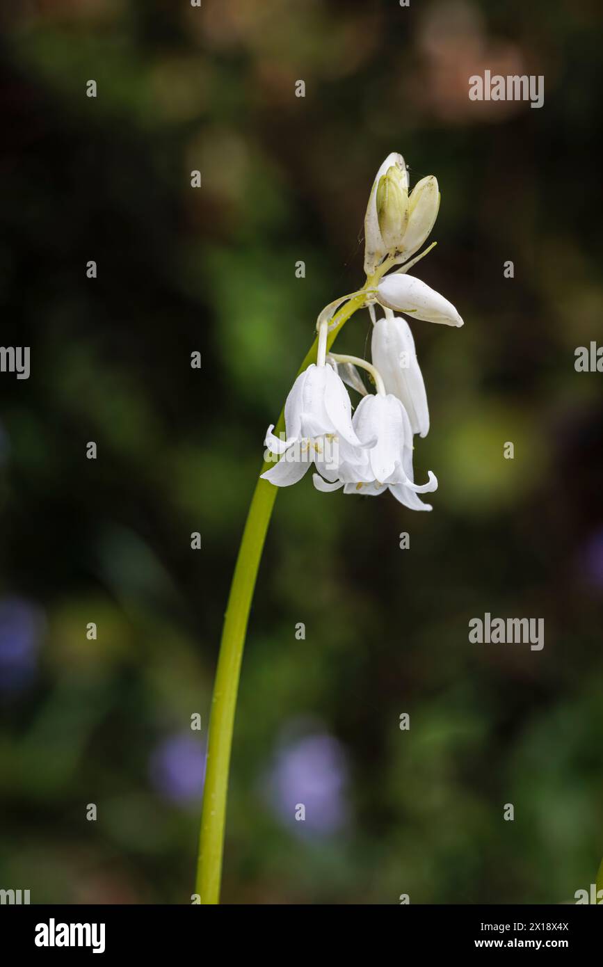 English whitebell, a form of bluebell (Hyacinthoides non-scripta ...