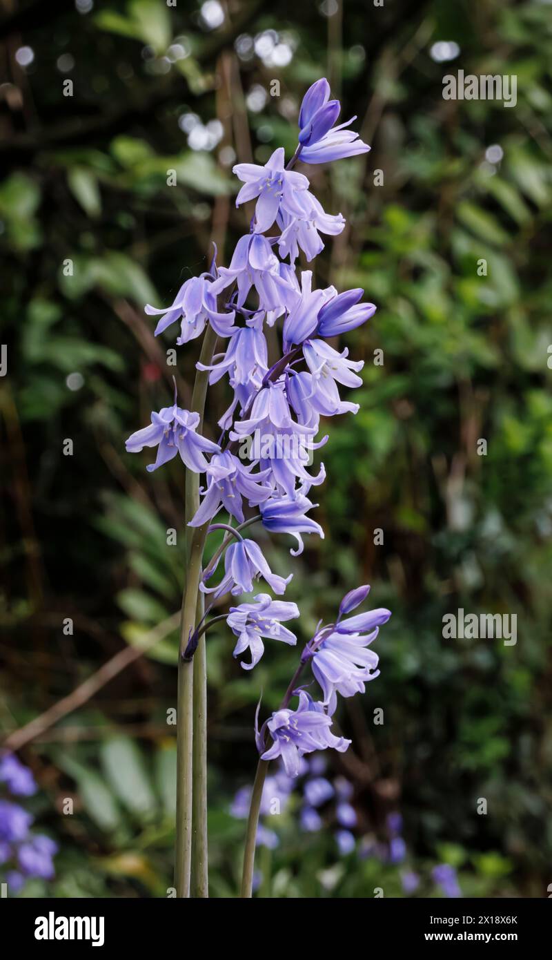 Blue English bluebells (Hyacinthoides non-scripta) flowering in ...