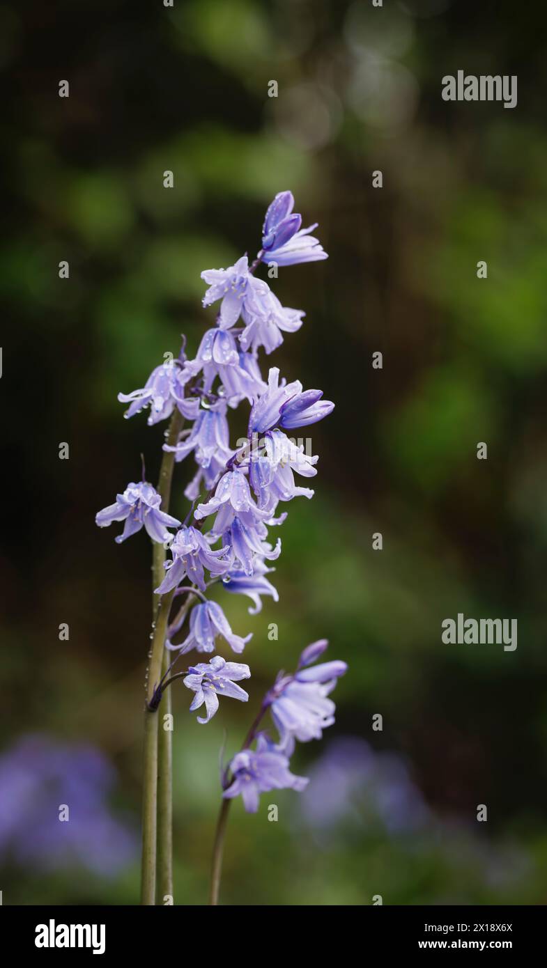 Wet blue English bluebells (Hyacinthoides non-scripta) flowering in ...