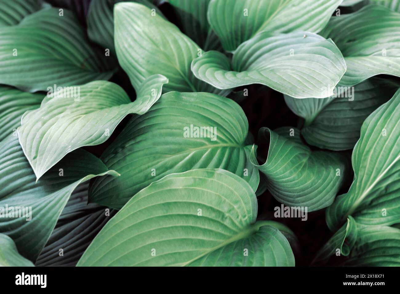 Hosta plant green leaves, natural background Stock Photo - Alamy