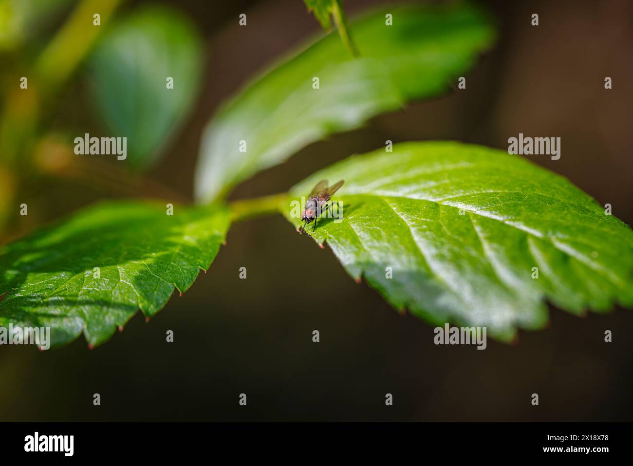 Close-up view of a small fly (Fannia canicularis, or Fannia lustrator ...