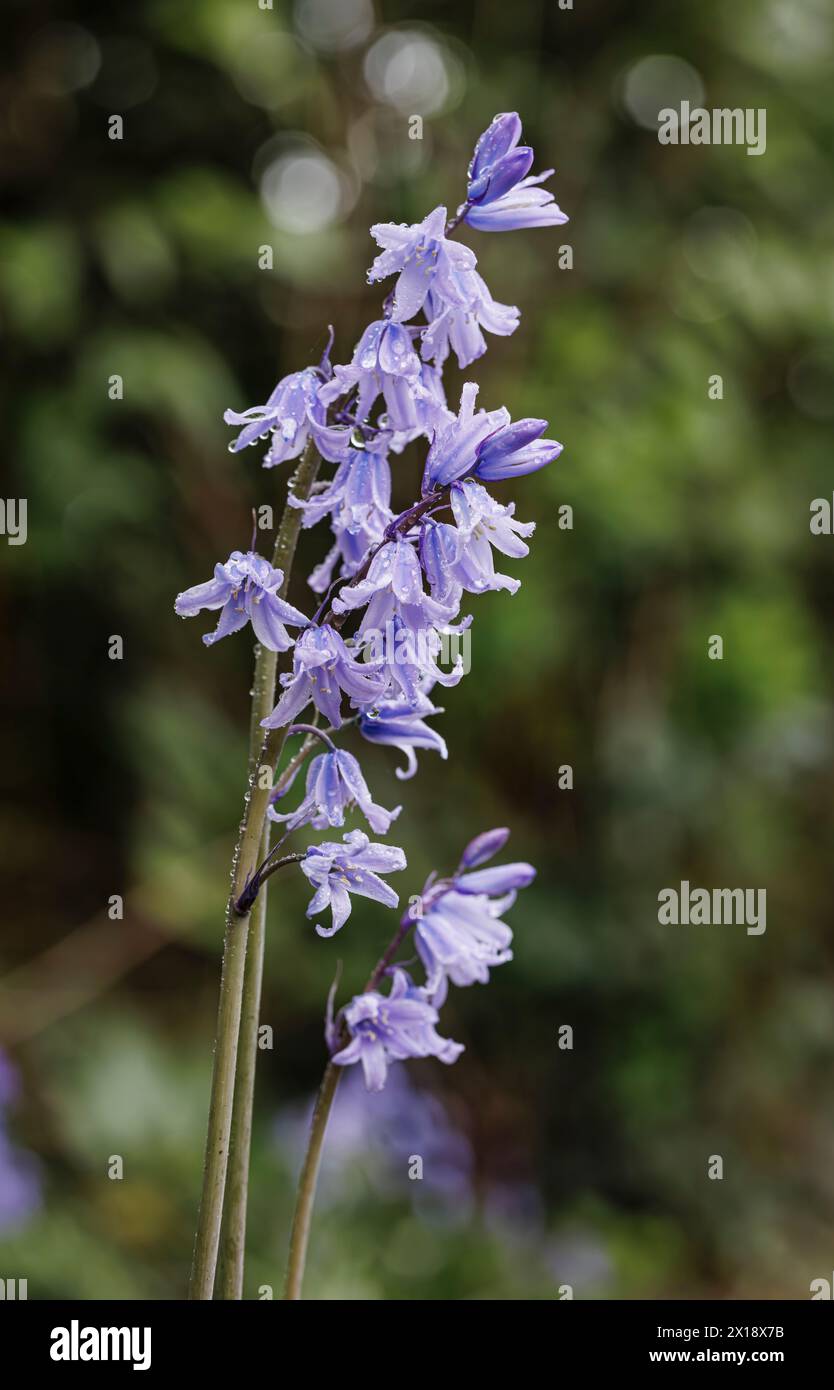 Wet blue English bluebells (Hyacinthoides non-scripta) flowering in ...