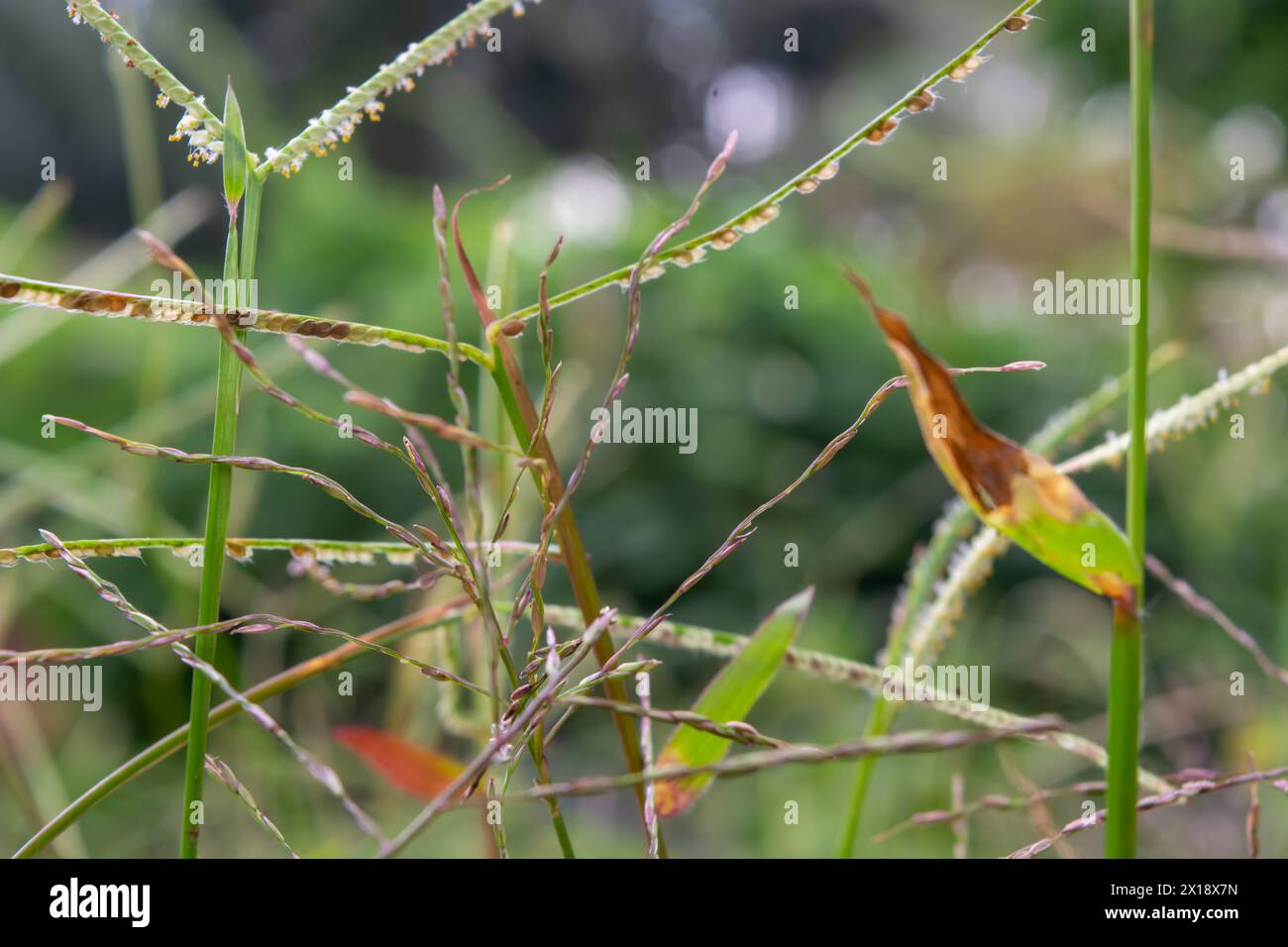 Flat farming agriculture infographic hi-res stock photography and ...