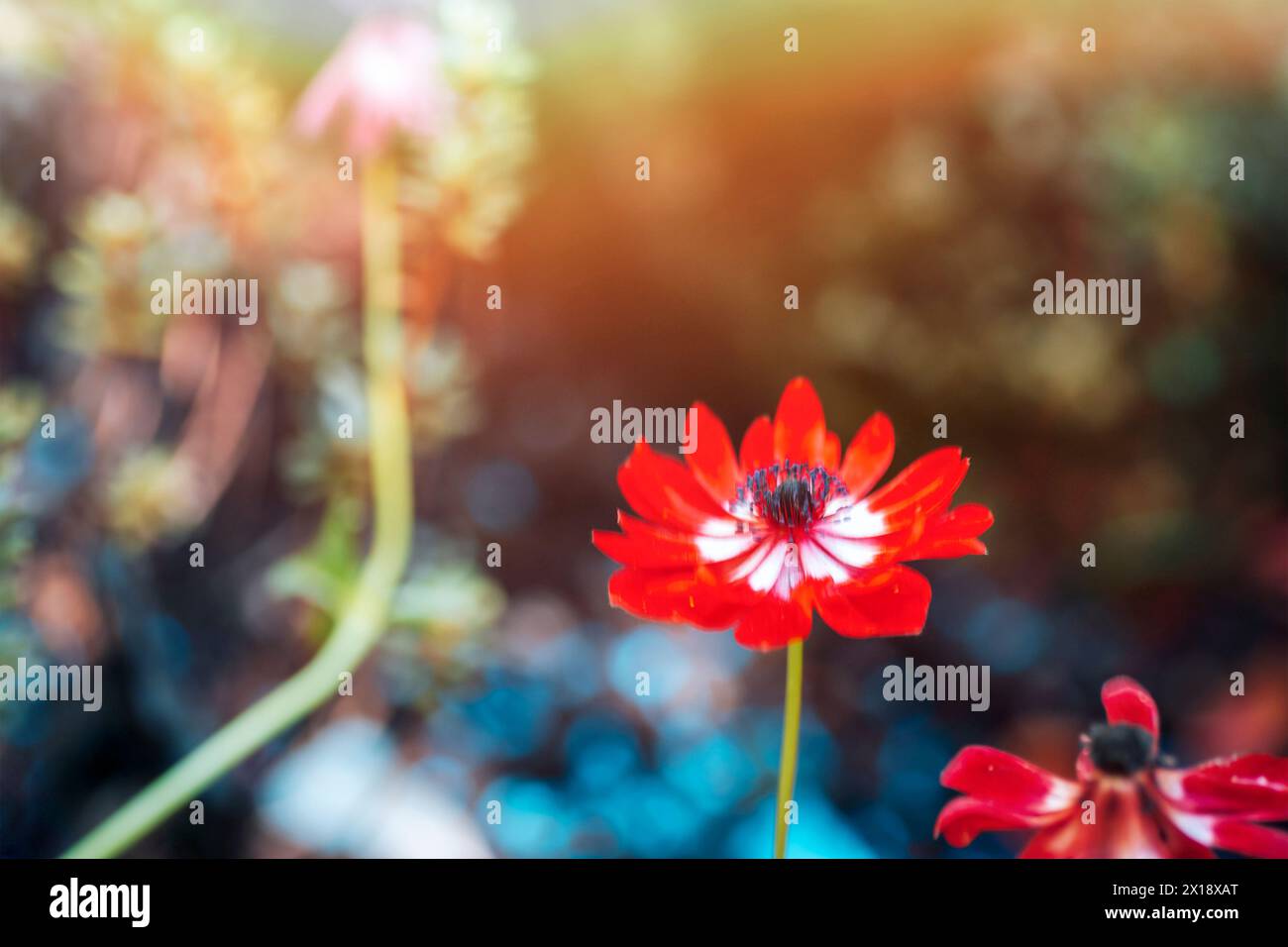 Red Summer Pheasant's Eye flower in sunlight. Adonis Aestivalis Stock ...
