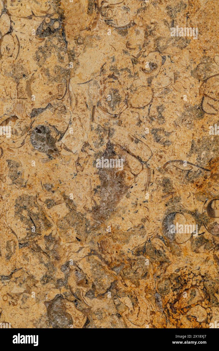 coral stone slab background texture Stock Photo - Alamy