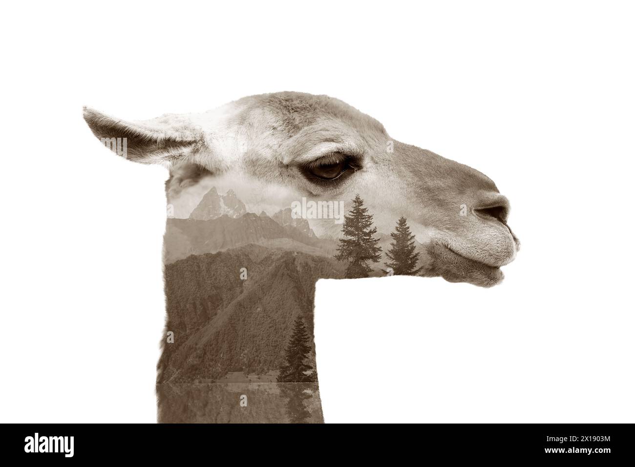Double exposure of cute guanaco and mountains Stock Photo - Alamy