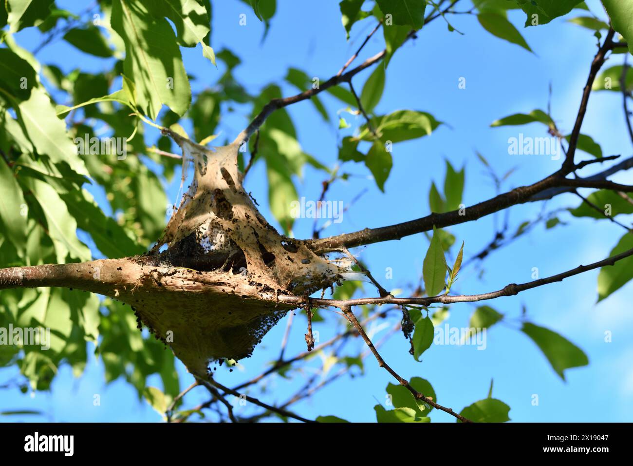 Insect infestation hi-res stock photography and images - Alamy