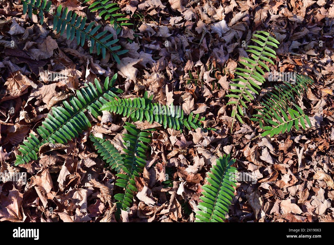 Commun lady fern still green on a dead leaves background. Autumn ...