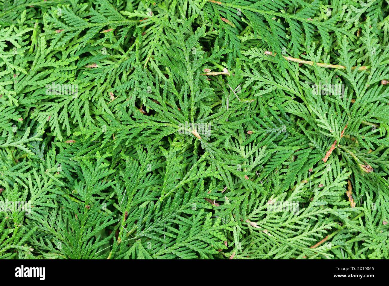 Cedar leaves pile after trimming. Fresh green cedar trims Stock Photo ...