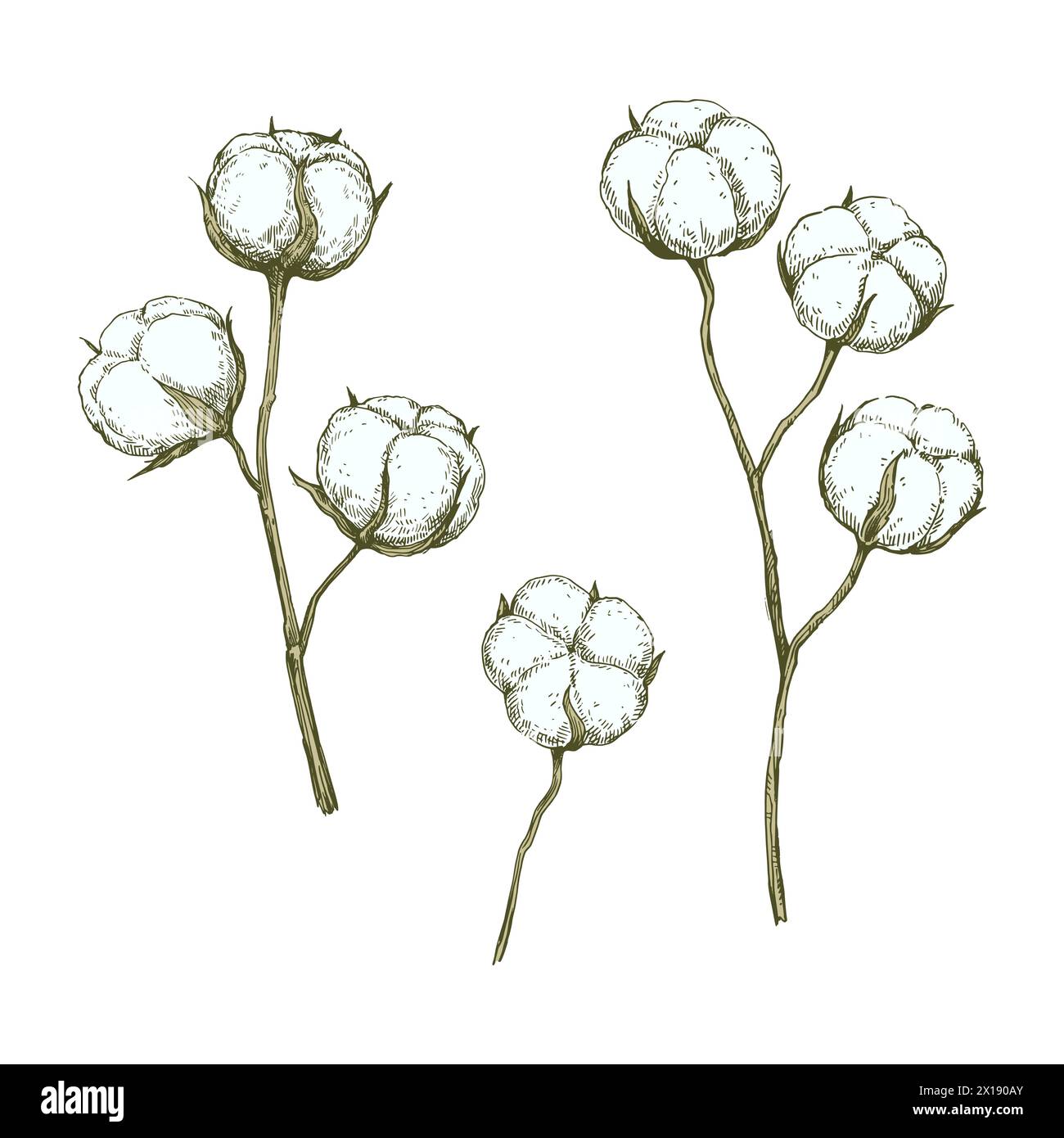 Cotton branches. Hand-drawn ink illustration. Set of vector elements ...