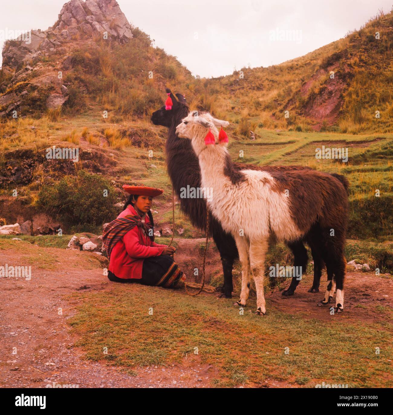 Andes mountains two llamas native girl hi-res stock photography and ...