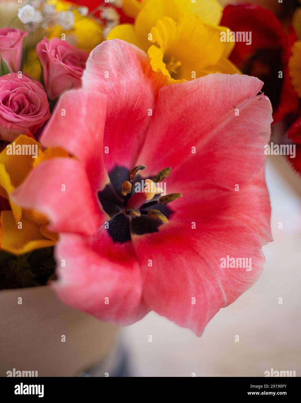 Pretty in Pink Tullips Stock Photo - Alamy